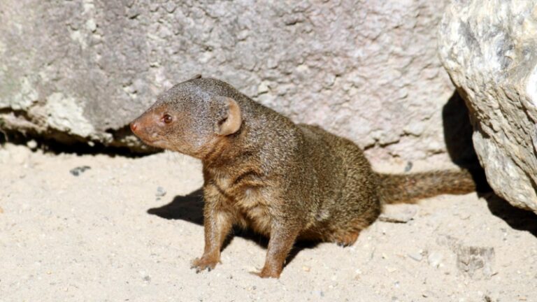 22 Animals That Live Underground | With Photos! - EXOtella