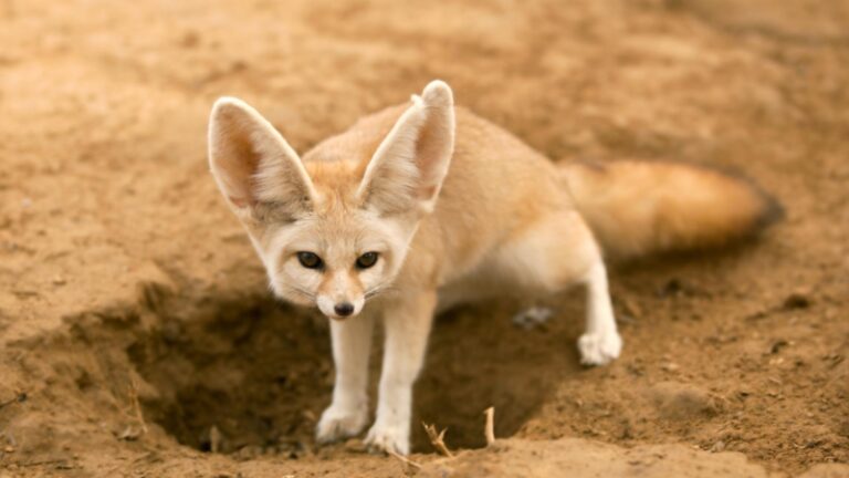 22 Animals That Live Underground | With Photos! - EXOtella