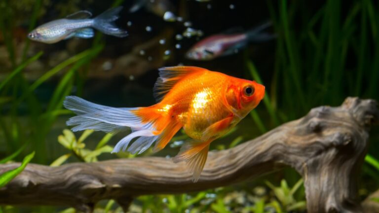 How Much Does Goldfish Cost? | Is It Worth Getting a Goldfish? - EXOtella