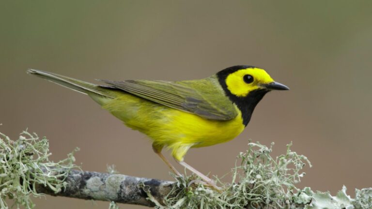 22 Birds With Yellow Bellies | All You Need to Know! - EXOtella