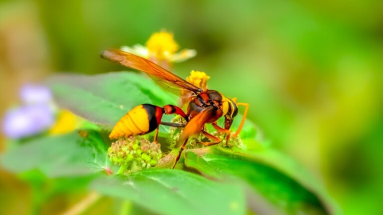 What's the Difference Between a Bee and a Wasp? | All You Need to Know ...