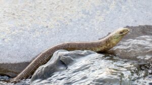 6 Water Snakes in Pennsylvania | The Ultimate Guide - EXOtella