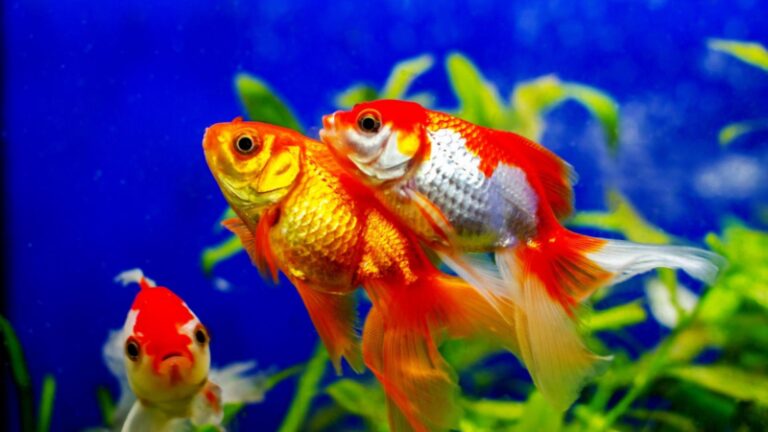 How Much Does Goldfish Cost? | Is It Worth Getting a Goldfish? - EXOtella