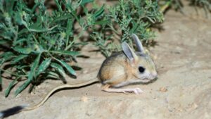 22 Animals That Live Underground | With Photos! - EXOtella