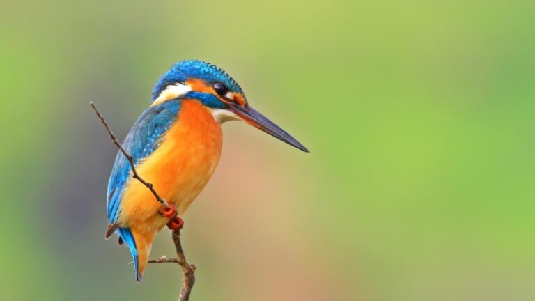 22 Animals That Live Underground | With Photos! - EXOtella