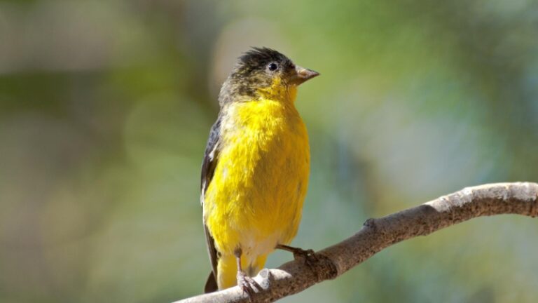 22 Birds With Yellow Bellies | All You Need to Know! - EXOtella