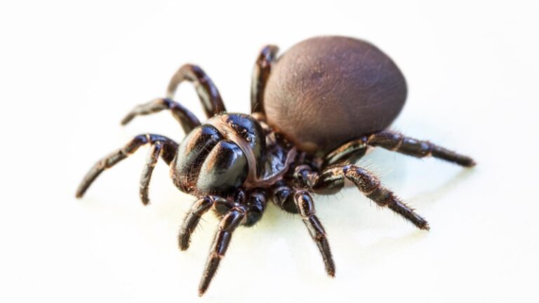 22 Animals That Live Underground | With Photos! - EXOtella