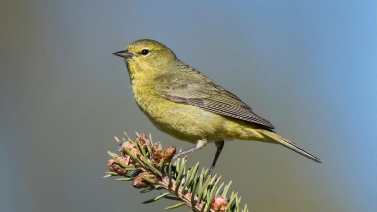 22 Birds With Yellow Bellies | All You Need to Know! - EXOtella