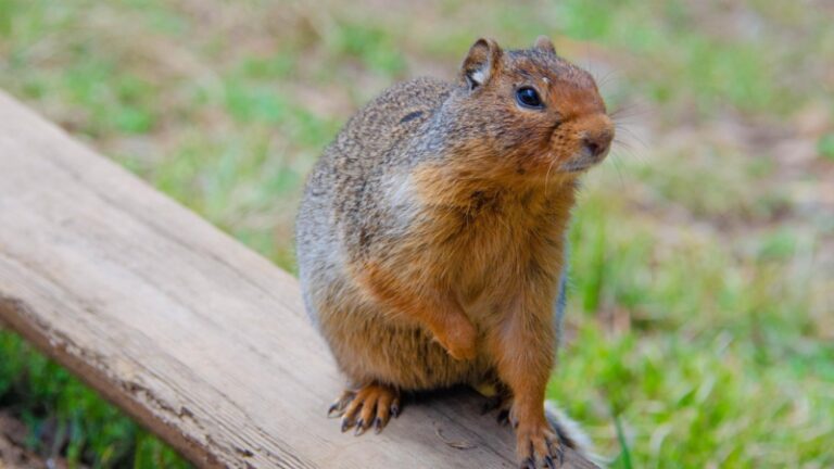 22 Animals That Live Underground | With Photos! - EXOtella