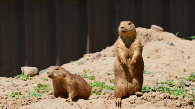 22 Animals That Live Underground | With Photos! - EXOtella