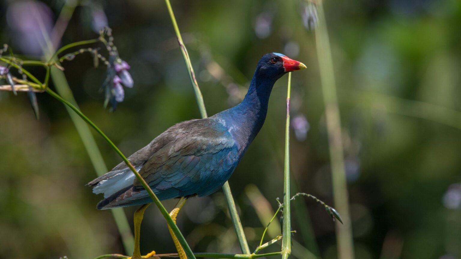 19 Unique Birds With Long Legs | Check for Photos! - EXOtella