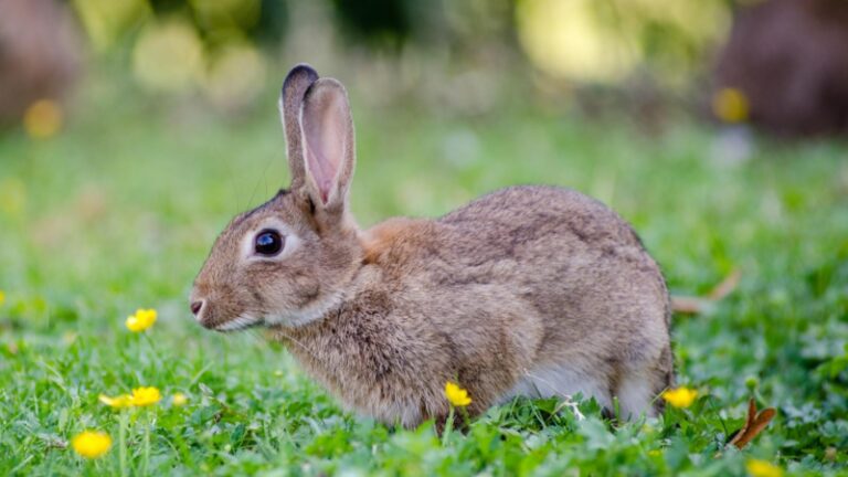 15 Animals That Eat Their Young | Information and Facts! - EXOtella