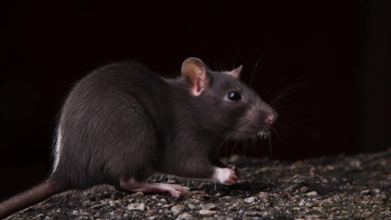 15 Animals That Eat Their Young | Information and Facts! - EXOtella