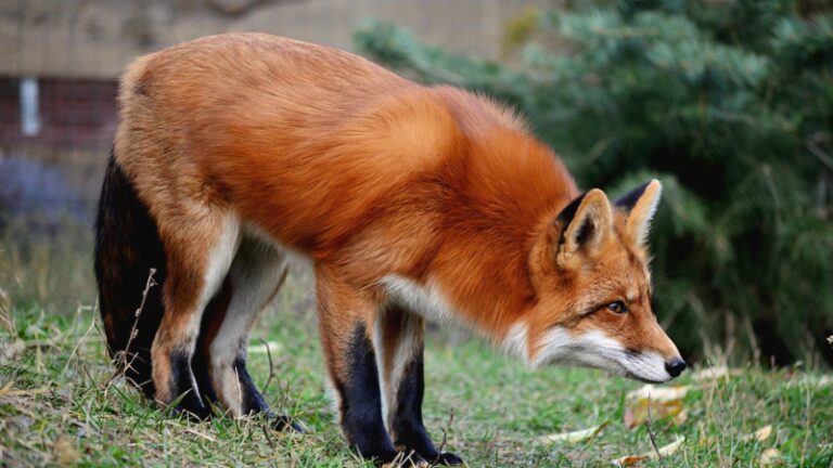 22 Animals That Live Underground | With Photos! - EXOtella