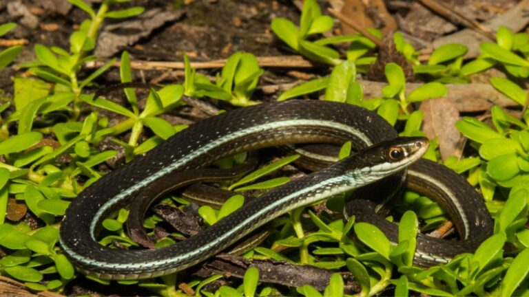 12 Water Snakes in North Carolina | All You Need to Know! - EXOtella