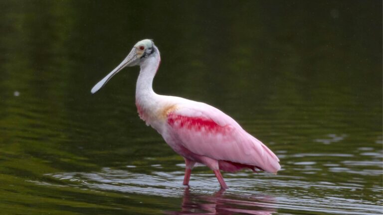19 Unique Birds With Long Legs | Check for Photos! - EXOtella