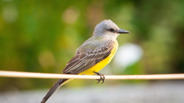 22 Birds With Yellow Bellies | All You Need to Know! - EXOtella