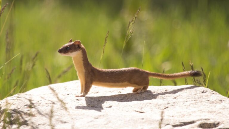 22 Animals That Live Underground | With Photos! - EXOtella