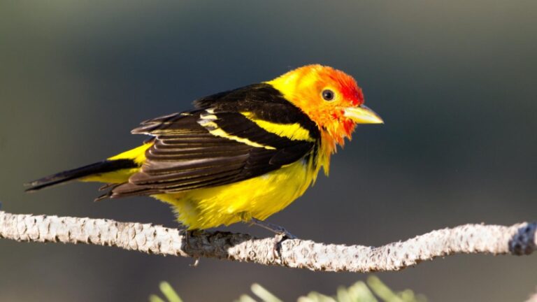 22 Birds With Yellow Bellies | All You Need to Know! - EXOtella