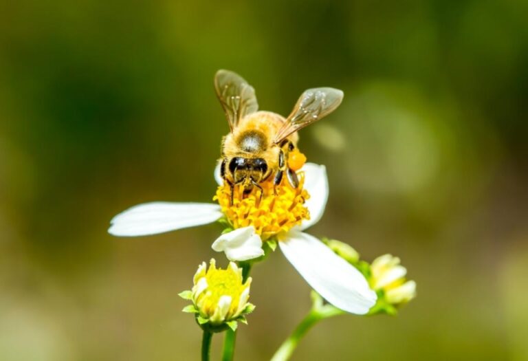 What Do Bees Eat? | All You Need to Know! - EXOtella