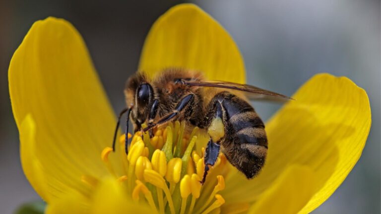 What Do Bees Eat? | All You Need to Know! - EXOtella