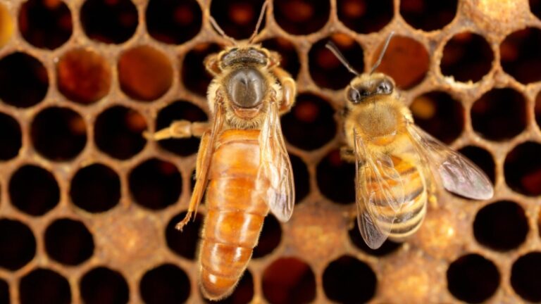 What Do Bees Eat? | All You Need to Know! - EXOtella