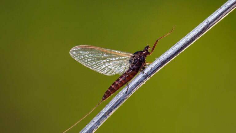 How Long do Mayfly Live | All You Need to Know! - EXOtella