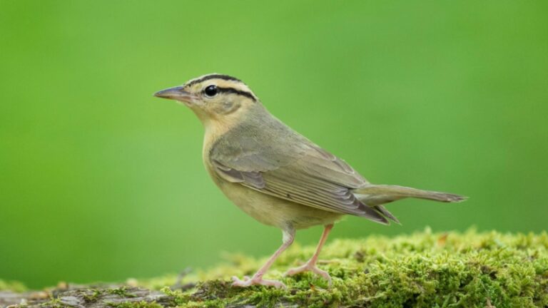 22 Birds With Yellow Bellies | All You Need to Know! - EXOtella