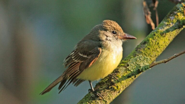 22 Birds With Yellow Bellies | All You Need to Know! - EXOtella