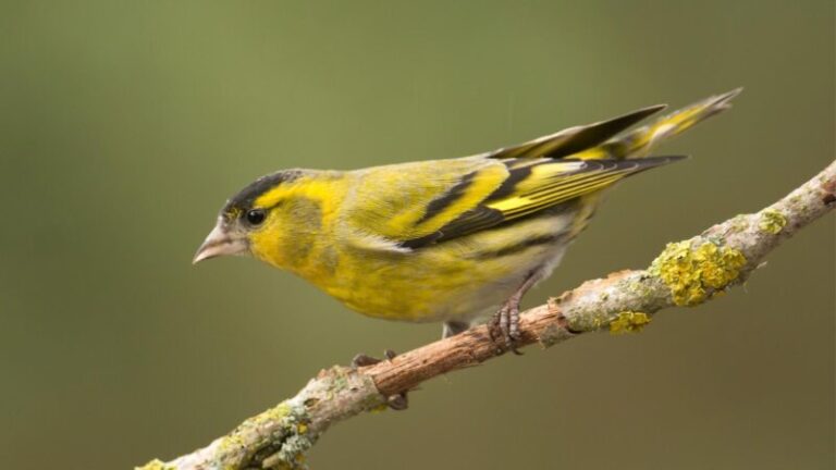 22 Birds With Yellow Bellies | All You Need to Know! - EXOtella