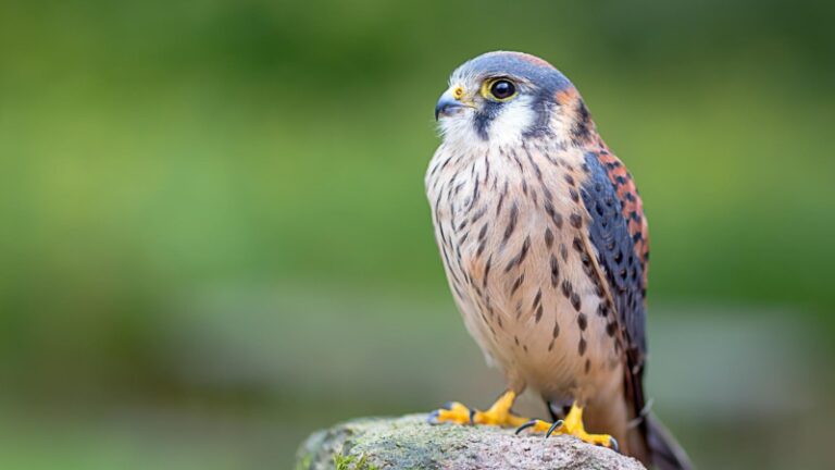 22 Birds of Prey in Connecticut | Check for Photos - EXOtella