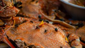 What Do Flies Eat? | All You Need to Know! - EXOtella