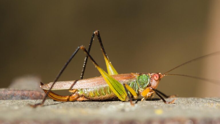 Do Grasshoppers Bite? | Information and Control Guide - EXOtella