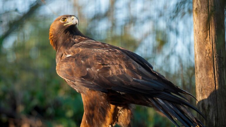 22 Birds of Prey in Connecticut | Check for Photos - EXOtella