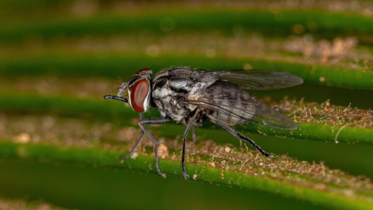What Do Flies Eat? | All You Need to Know! - EXOtella