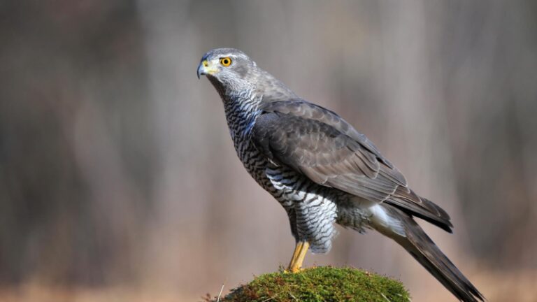 22 Birds of Prey in Connecticut | Check for Photos - EXOtella