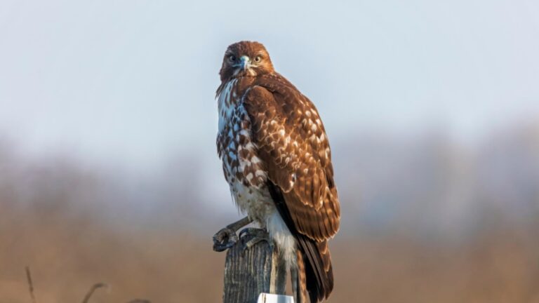 22 Birds of Prey in Connecticut | Check for Photos - EXOtella