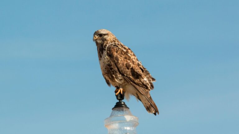 22 Birds of Prey in Connecticut | Check for Photos - EXOtella