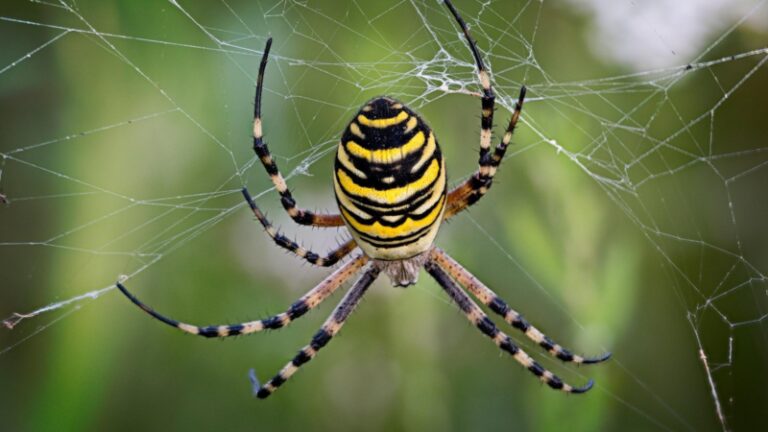 Are Spiders Bugs? | All You Need to Know! - EXOtella