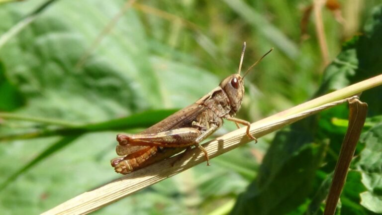 Do Grasshoppers Bite? | Information and Control Guide - EXOtella