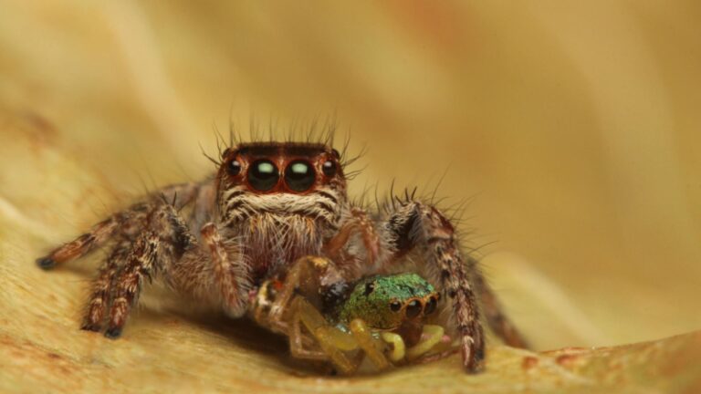 Are Spiders Bugs? | All You Need to Know! - EXOtella