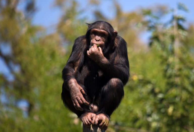 10 Animals With Opposable Thumbs | Information and Facts - EXOtella