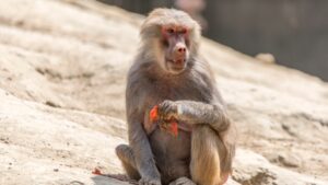 10 Animals With Opposable Thumbs | Information and Facts - EXOtella