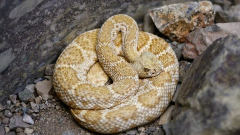 14 Rattlesnakes in Arizona | Check for Photos! - EXOtella