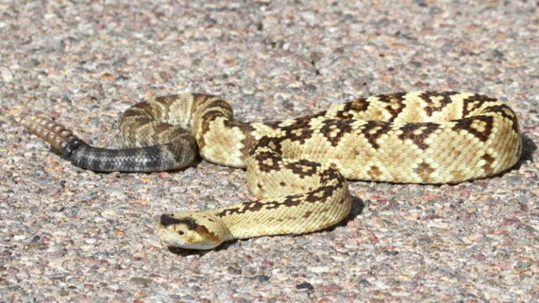 14 Rattlesnakes in Arizona | Check for Photos! - EXOtella