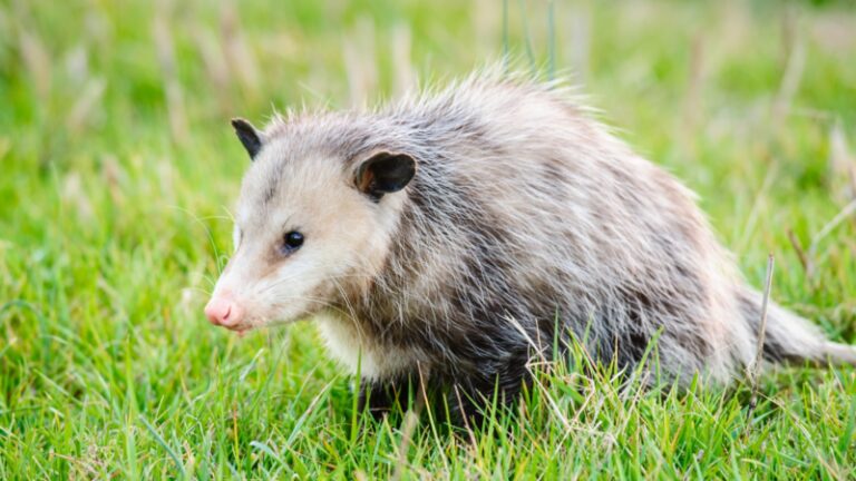 10 Animals With Opposable Thumbs | Information and Facts - EXOtella