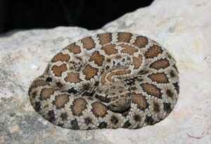 14 Rattlesnakes in Arizona | Check for Photos! - EXOtella