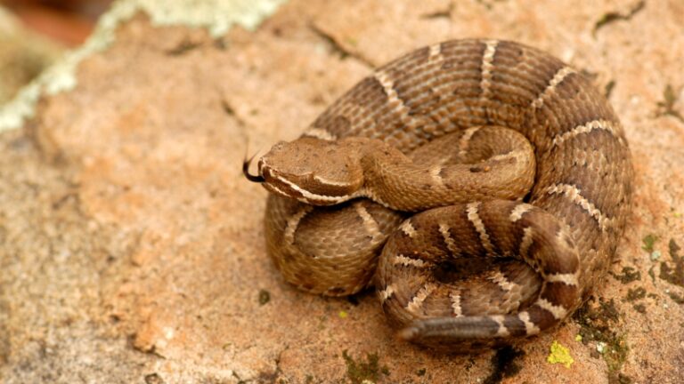 14 Rattlesnakes in Arizona | Check for Photos! - EXOtella