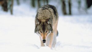 What Colors Can Wolves Be? | 5 Wolf Colors - EXOtella
