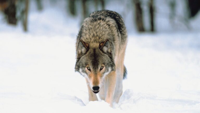 What Colors Can Wolves Be? | 5 Wolf Colors - EXOtella